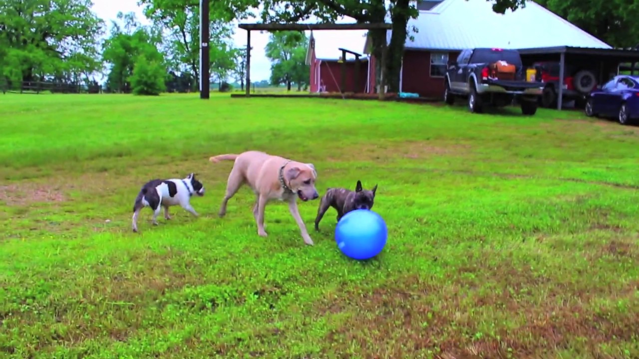 Cricket, Rufus & Zeus Play Quarantine Ball - YouTube