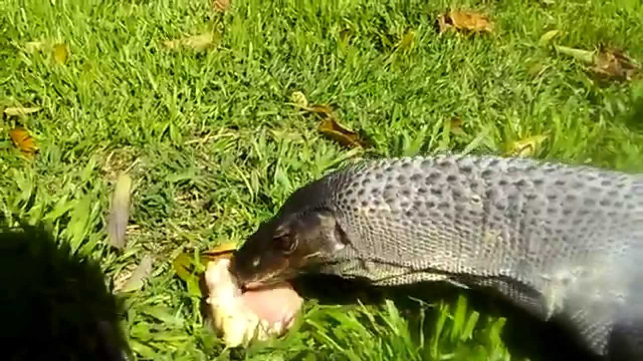 Roughneck monitor eating - YouTube