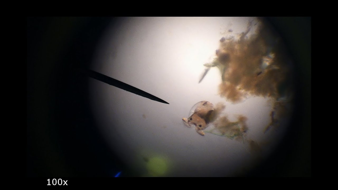 Baby Marine Snails - Plankton Veliger Larva Video - YouTube