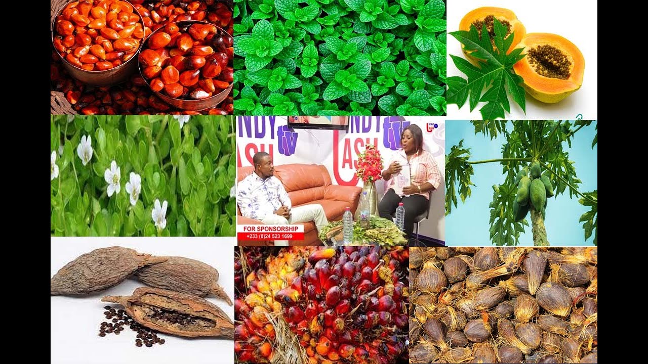 😯Palm Nut, Adwira Leaves, Efom Wisa, Minchi Goro, etc..Their Physical ...