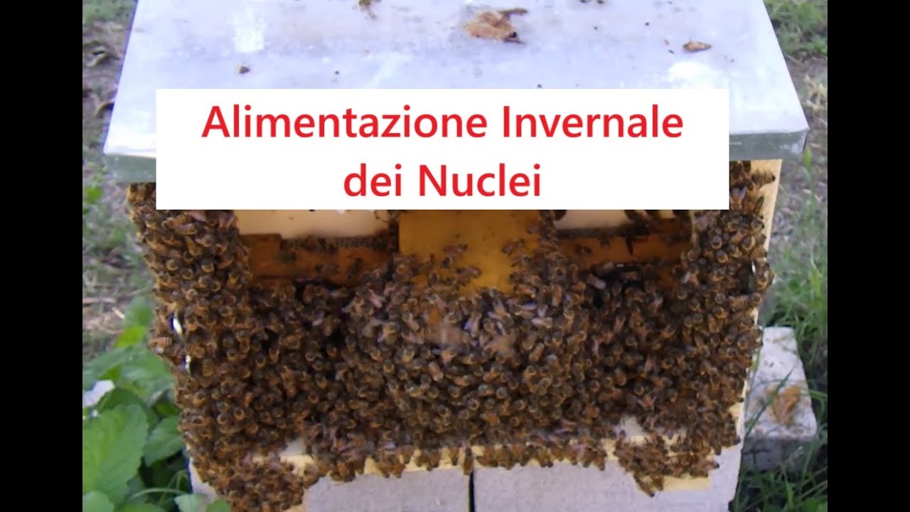 Alimentazione delle Api affinché possano combattere la Varroa con ...
