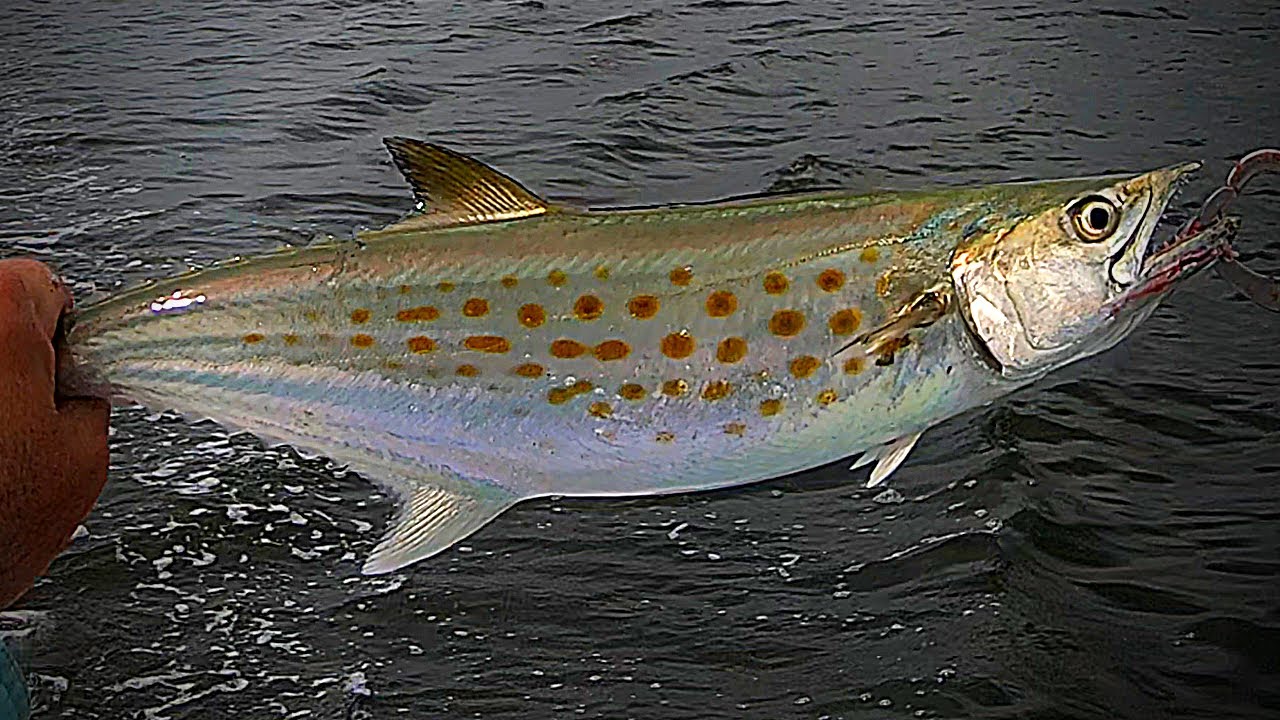 Trolling/Fishing The Beach Off Oak Island, Nc For Spanish Mackerel With ...