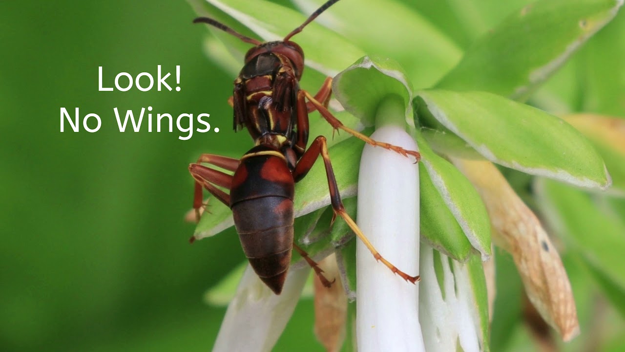 Alien Bug. Ants, Wasp or a Bee. What is it? - YouTube