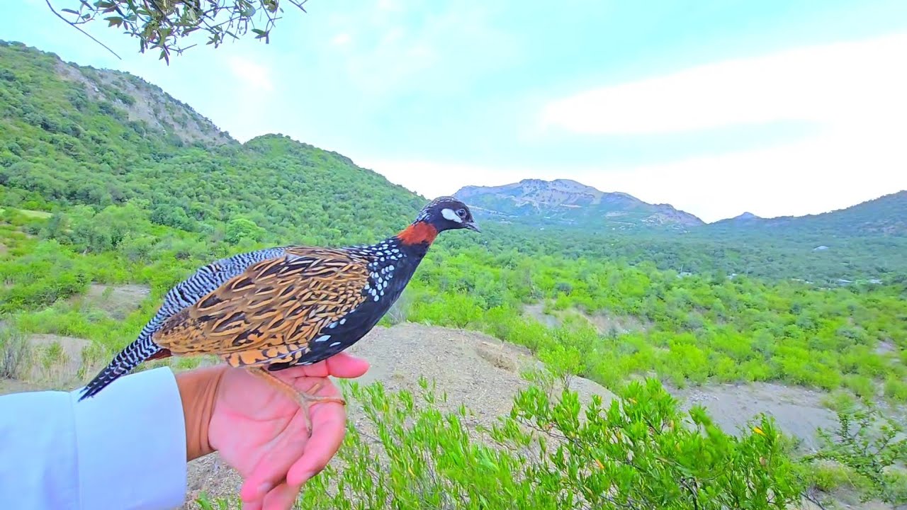 Kala Teeter Awaz | Black Francolin Voice | Kala Teetar - YouTube