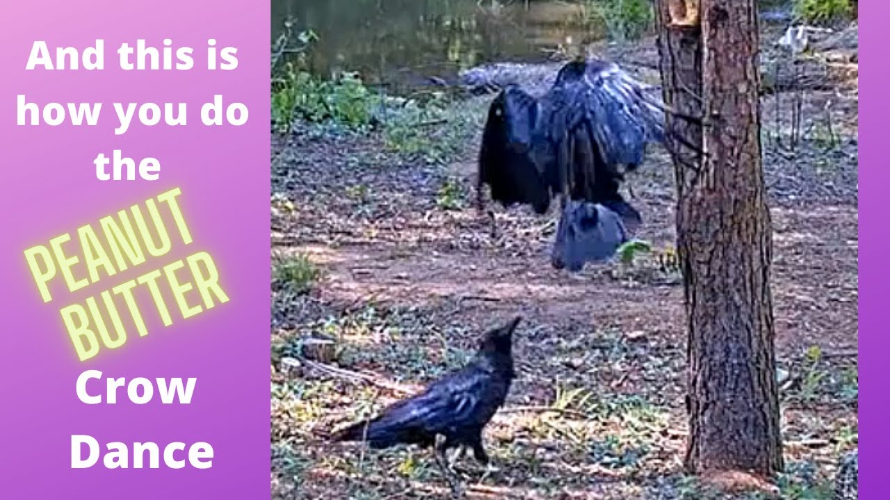 And this is how the Peanut Butter Crow Dance goes! - YouTube