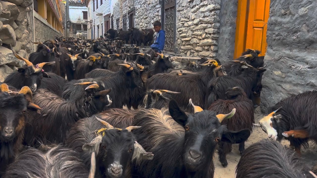 Shepherd life of mountain goats “Chyangra” 🐐 / Mustang, Nepal - YouTube