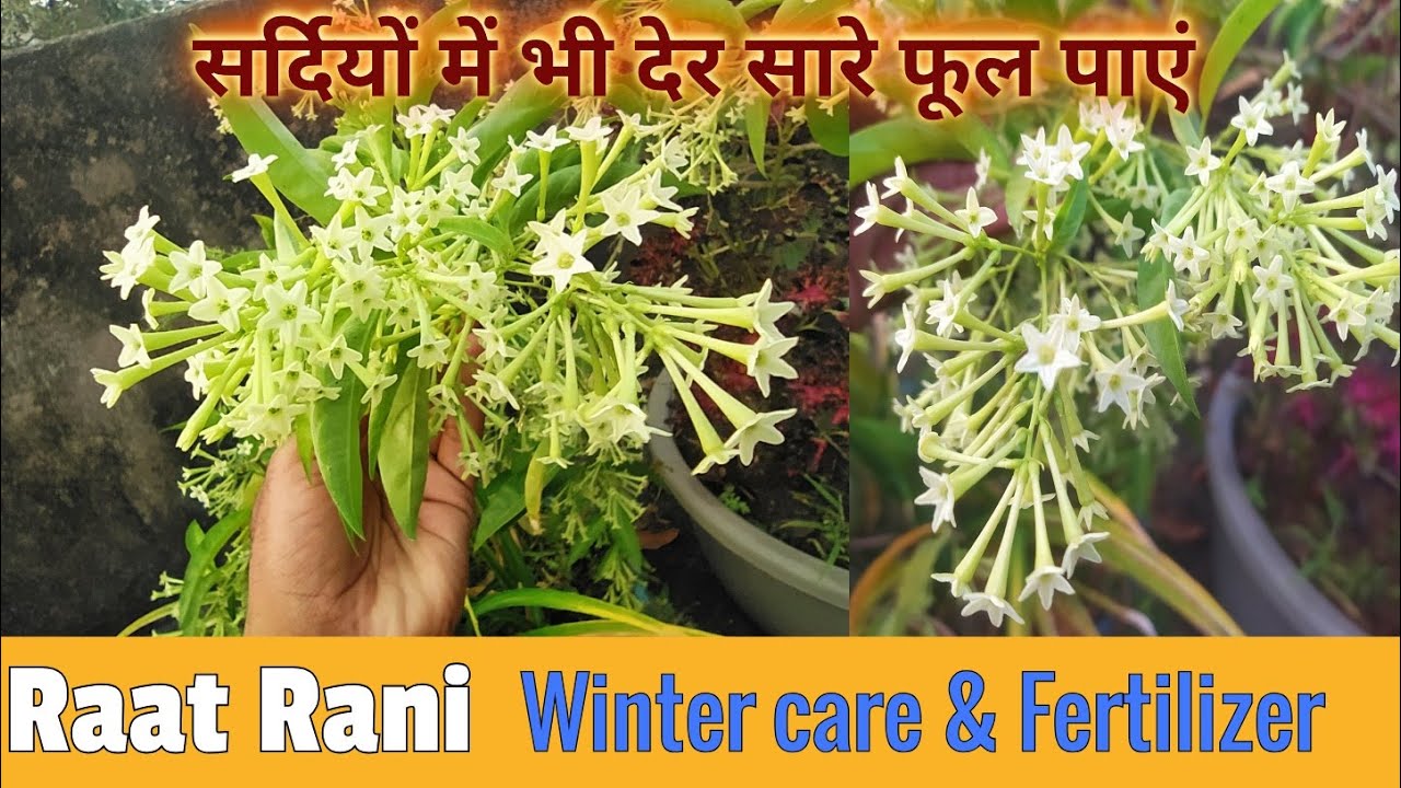Raat Rani Plant, Best fragnant plant, सर्दियों में भी देर सारे फूल पाएं ...