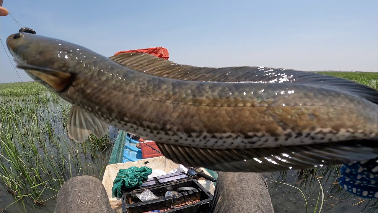 Four Black Snakehead Fish - YouTube