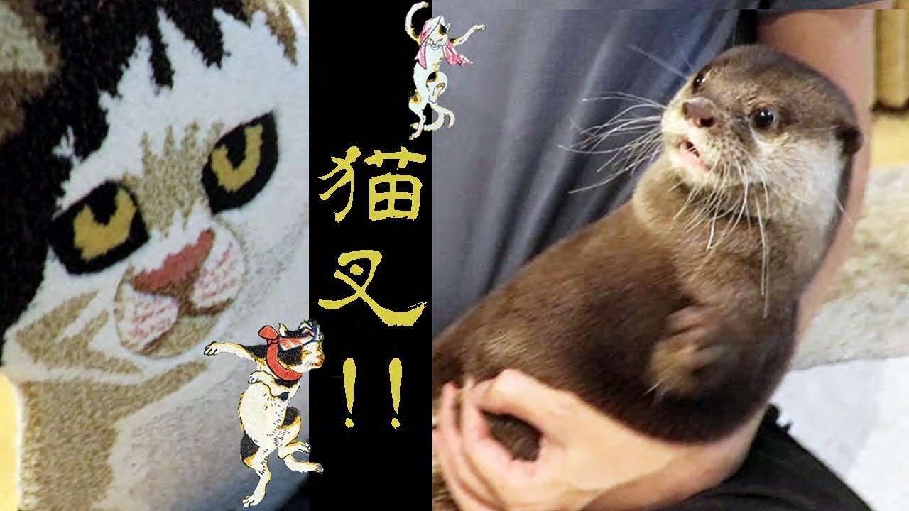 カワウソ コタロー かわいい猫のラグをプレゼントしたら・・ Kotaro the Otter Scared of Cat Rug - YouTube