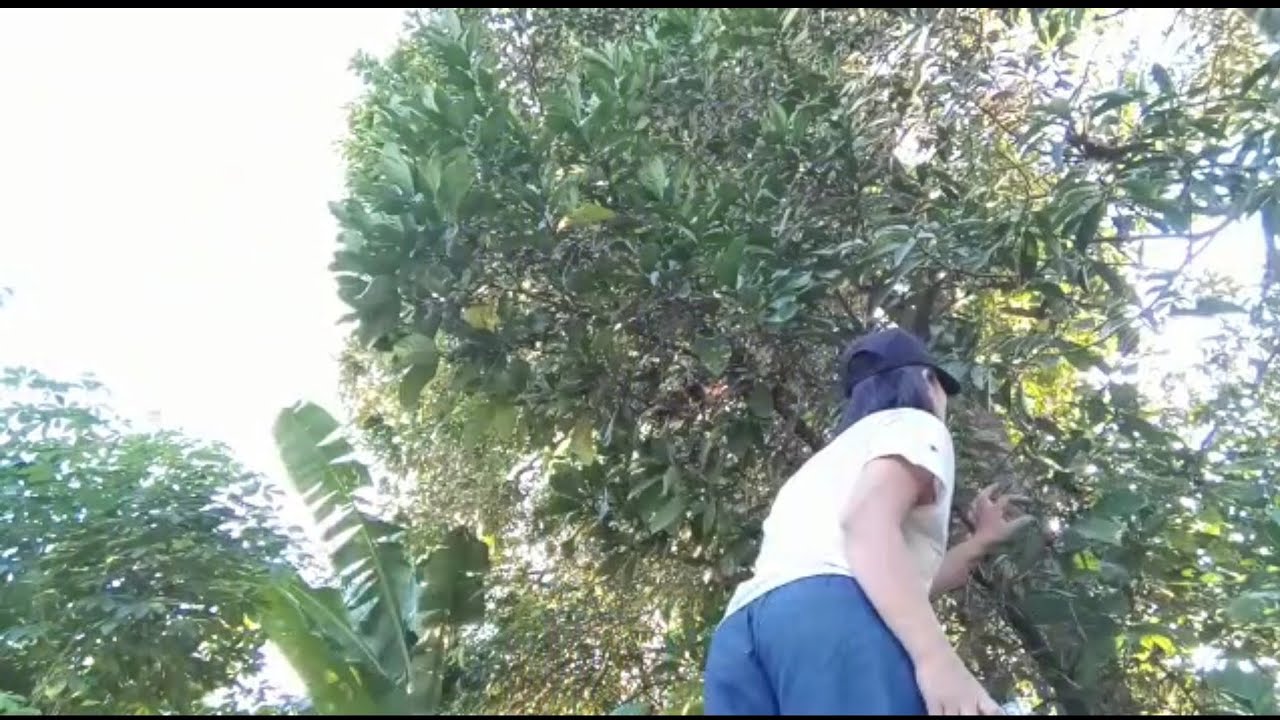 eksperimen,semut angkrang di lud4hin langsung klepek klepek seketika ...