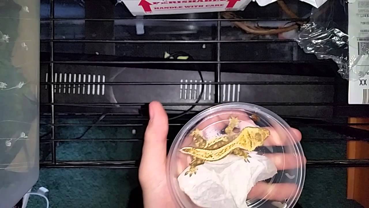 AC Reptiles Unboxing!! - YouTube