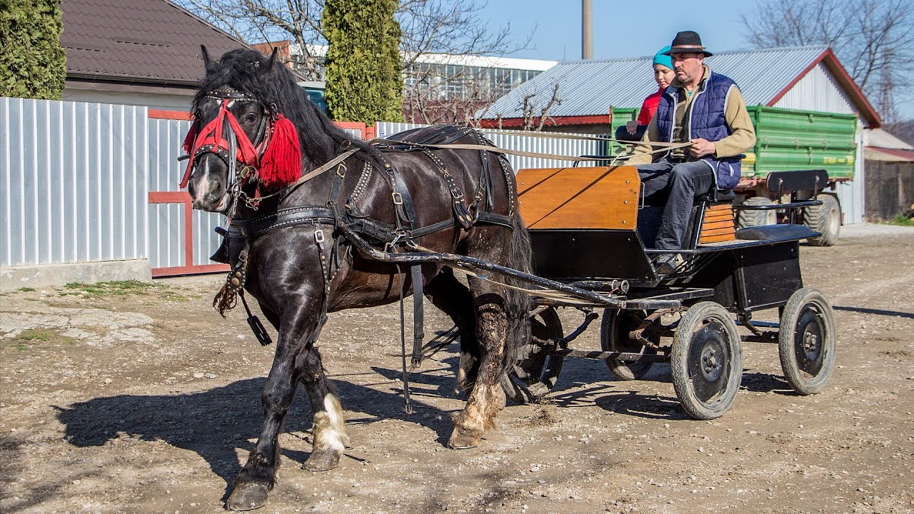 Cai frumosi 2020 Calul lui Dl. Daniel din Bacău - YouTube