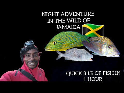 QUICK 3 LB OF FISH IN 1 HOUR GRUNT FISH AND WENCH MAN PORT ANTONIO ...