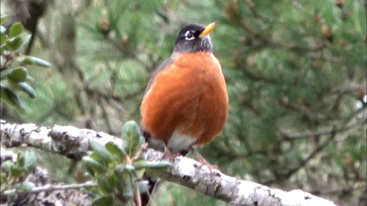 Calls of American Robin - YouTube