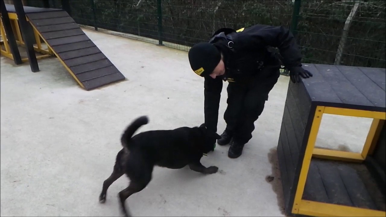 Dogs Trust Manchester - Jess - YouTube