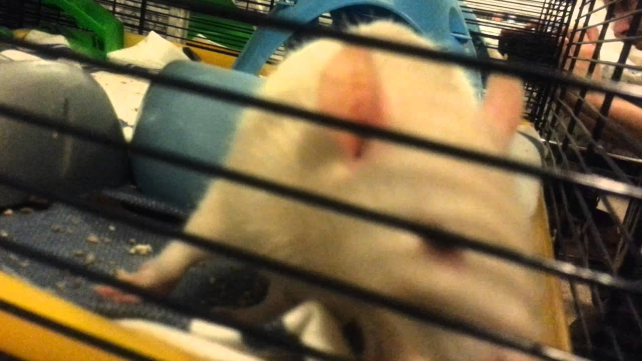 8 week old rat breathing very fast, is he sick? - YouTube