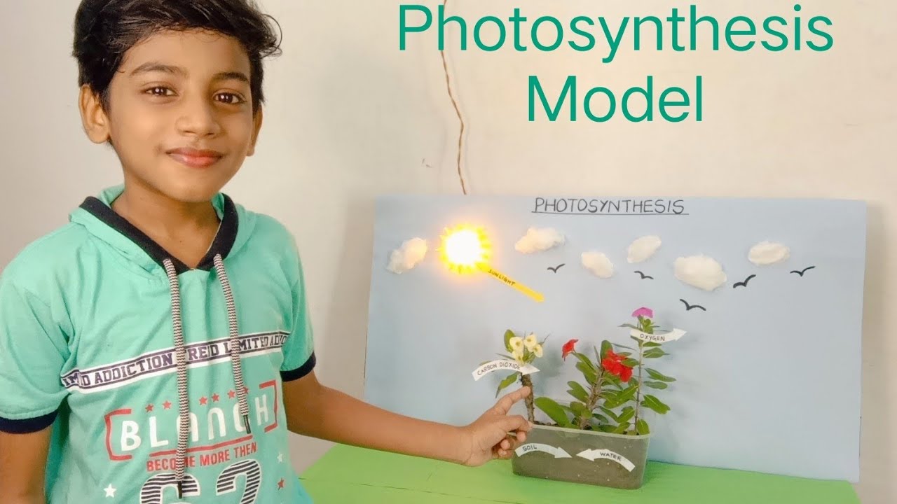 Science Exhibition..Photosynthesis Model 🌻🌳🌿 - YouTube