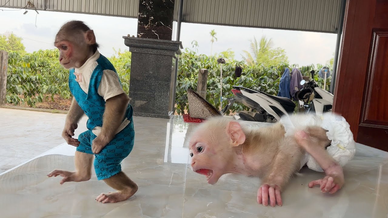 The sad baby monkey SuBi burst into tears and panicked, running around ...