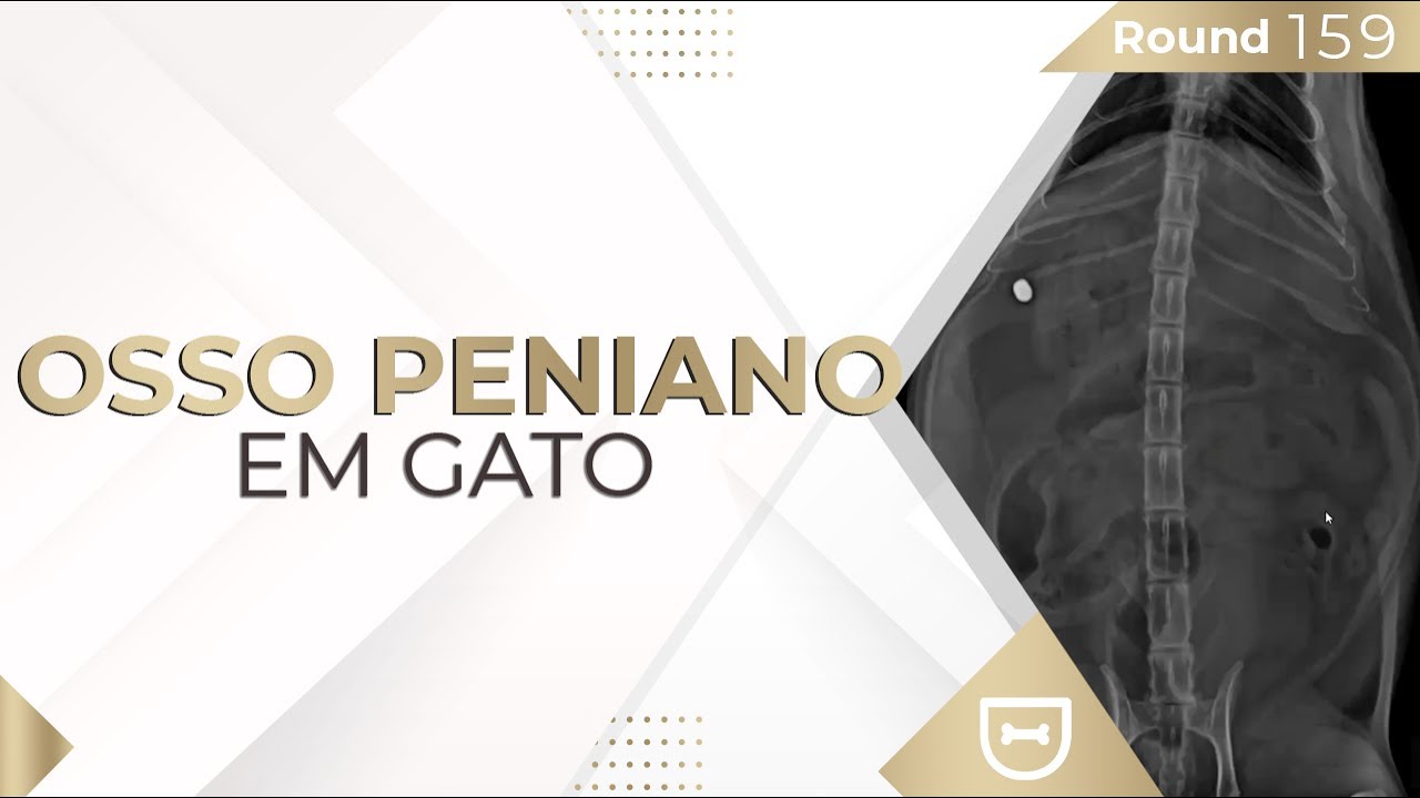 Round 159 - Como classificar um Osso peniano? - YouTube
