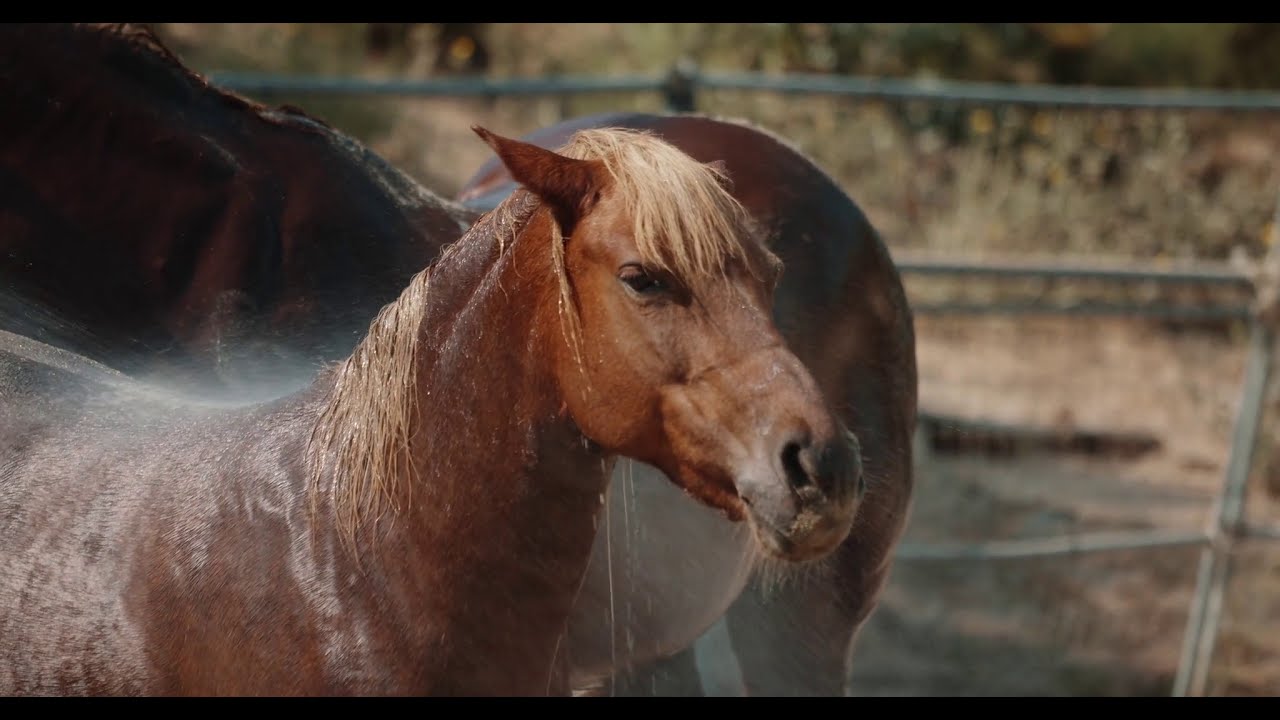 Laughing Pony Rescue's Mission - YouTube