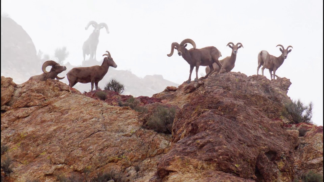 Hiking in Bootleg Canyon, Boulder City, NV - YouTube