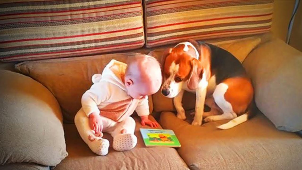 Cute Dogs Love Babies 🐶👶 Cute Dogs Babysitting Babies (Part 2) [Epic ...