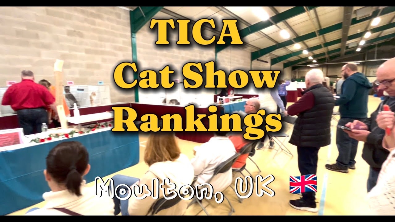 Understanding Cat Show Judging: TICA Cat Show Experts Explain Their ...