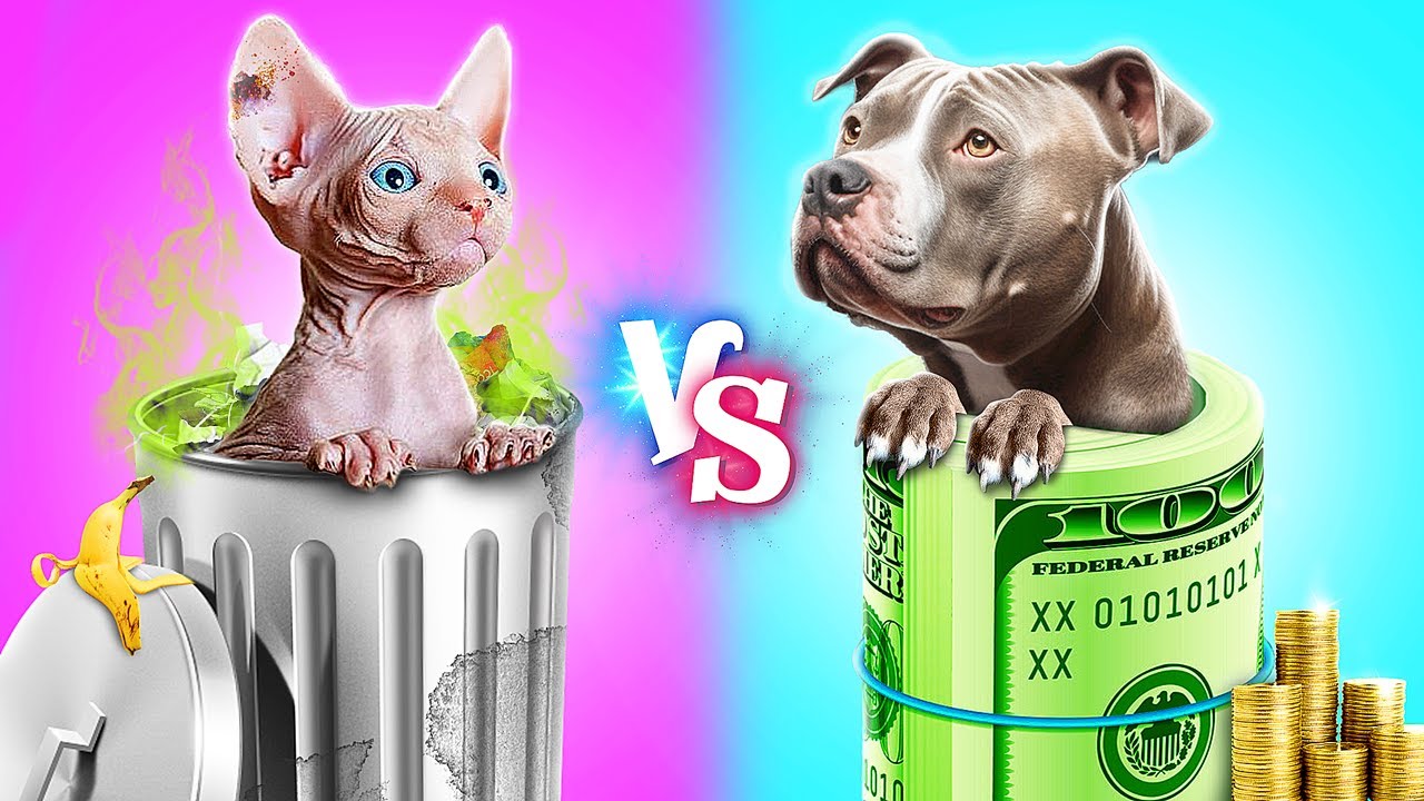 We Build a Secret Room for Pets! Rich Dog vs Poor Cat - YouTube