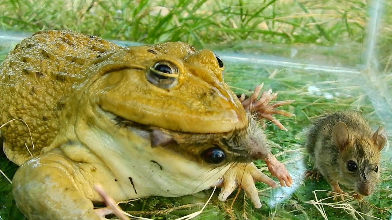 What is see my Bullfrog Vs mice, Live feeding - YouTube
