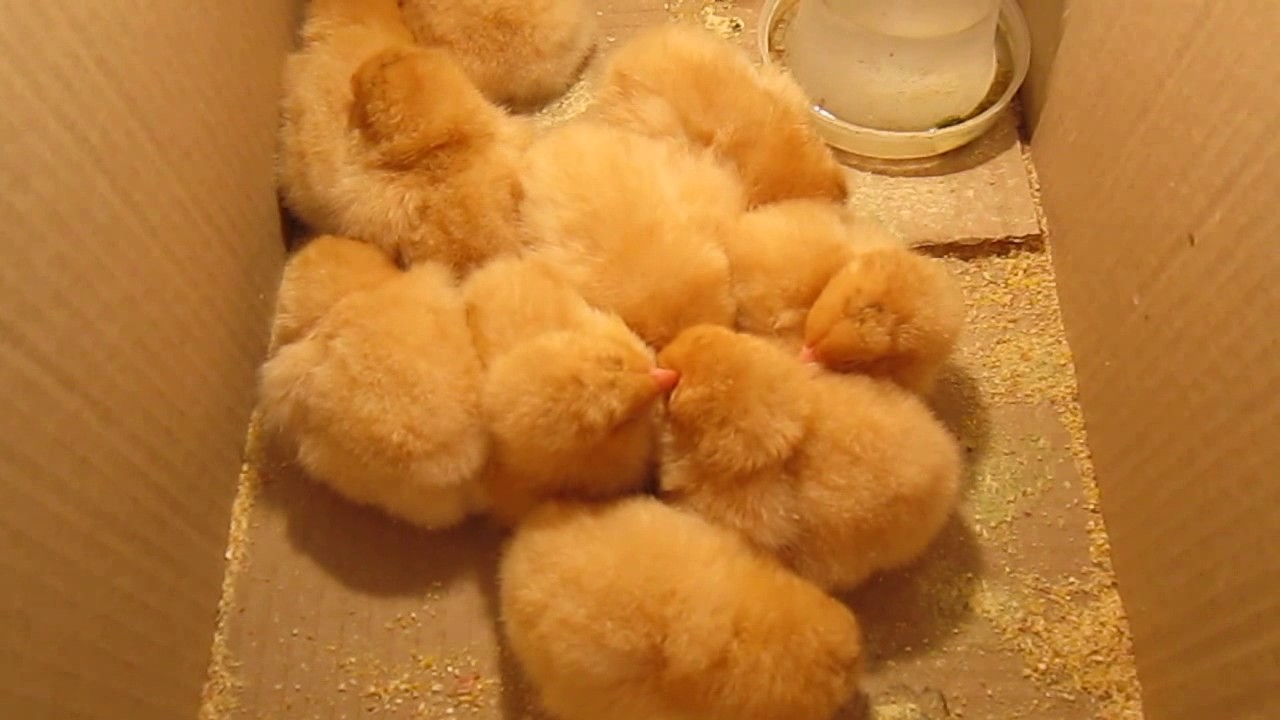 Orpington galben pui 1 zi - YouTube