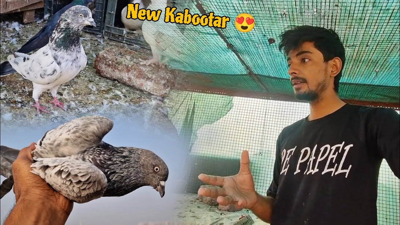 New Kabootar Aagye 😍 - YouTube