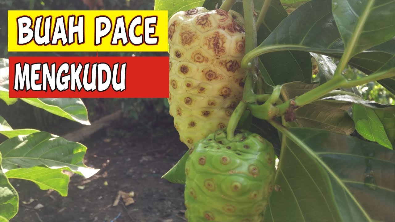 Ini dia Tanaman Pace atau mengkudu Obat darah tinggi yang paten - YouTube