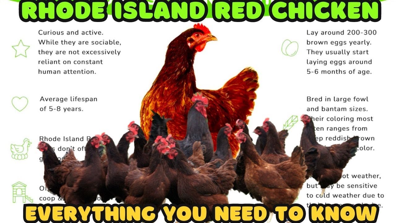 Rhode Island Red Chicken Breed Everything You Need To Know! - YouTube
