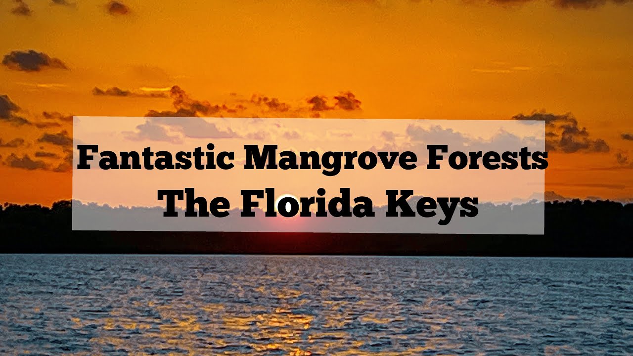Mangrove Forest of The Florida Keys - YouTube