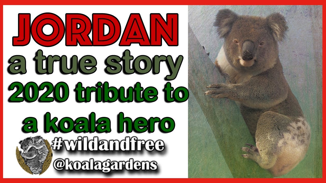 Jordan 🐨 ️ 2020 - tribute to a true koala hero. - YouTube