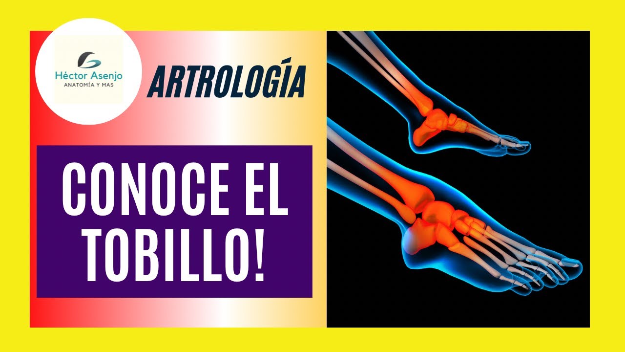 ️Conoce el Tobillo ️ - YouTube
