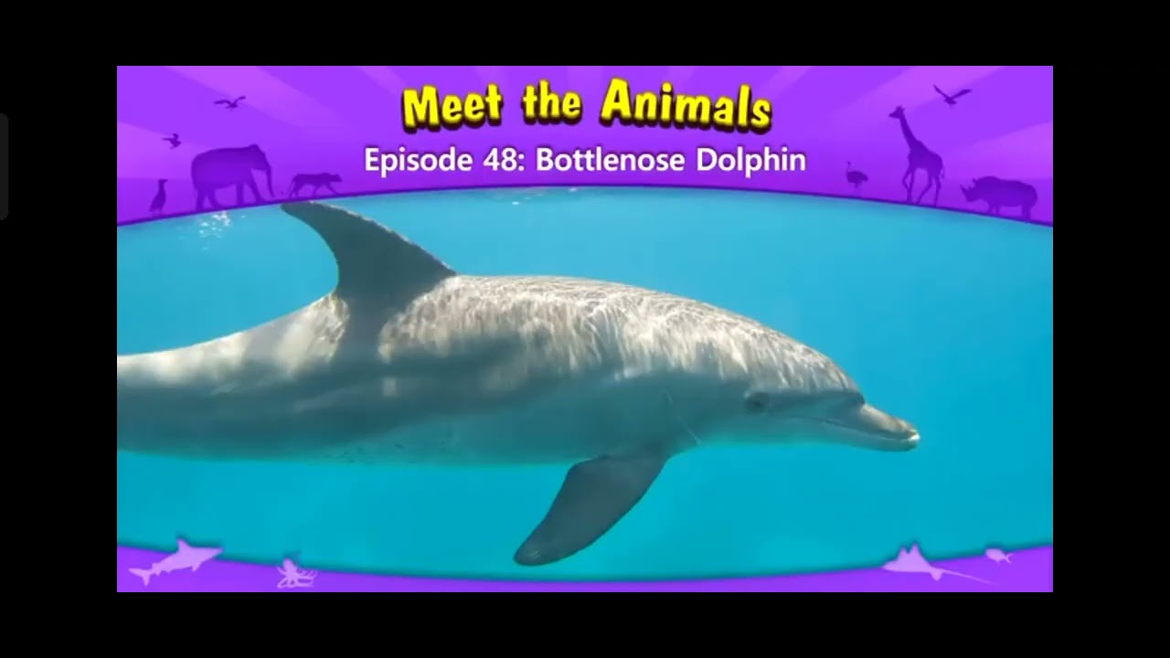 meet the animals 46-50 - YouTube