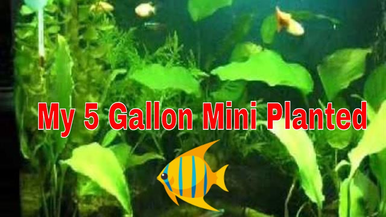 5 Gallon Mini Planted Aquarium Tank - YouTube