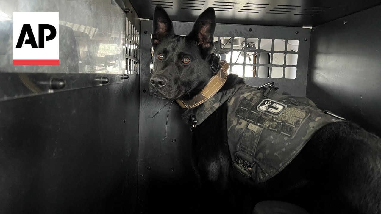 Cannabis-sniffing dogs could be phased out in Ohio - YouTube