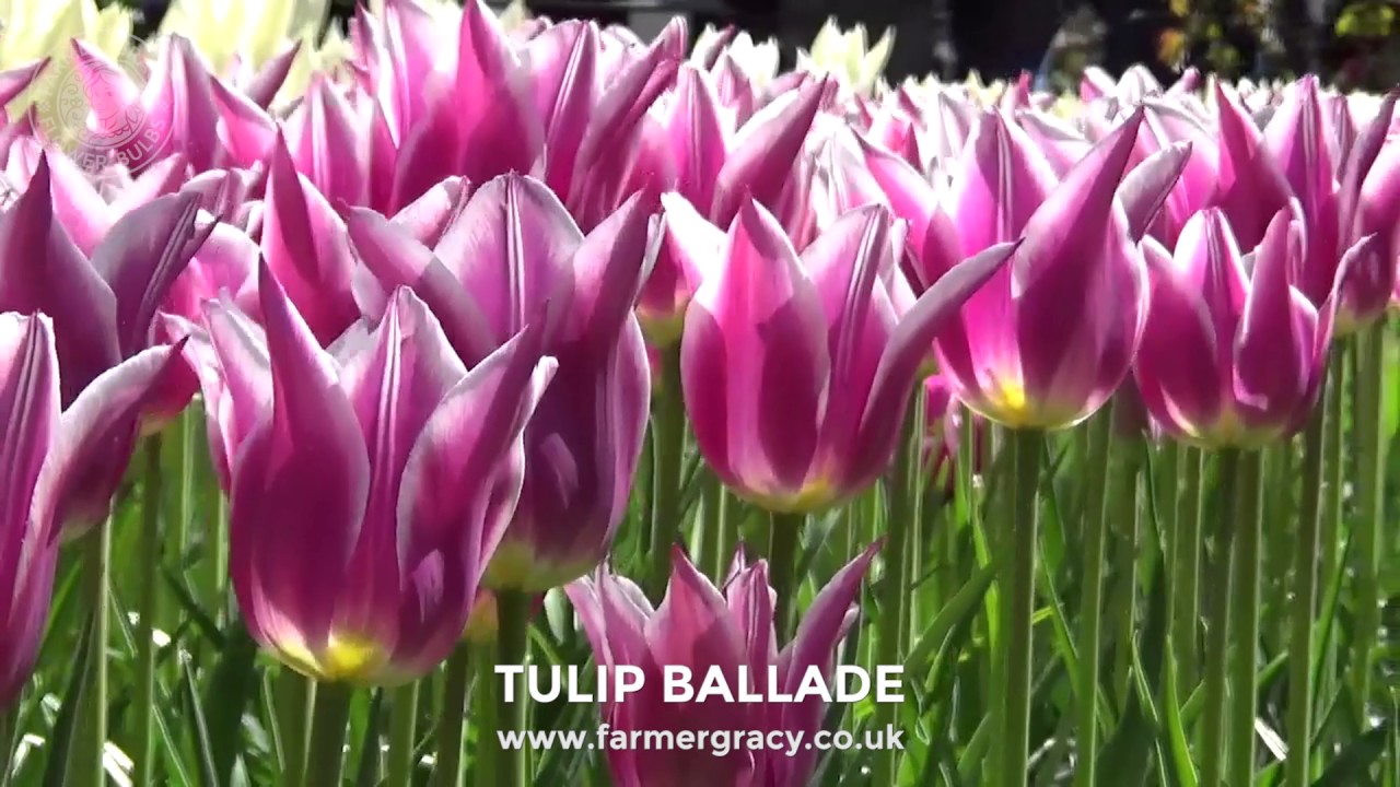 Tulip 'Ballade' - FarmerGracy.co.uk - YouTube