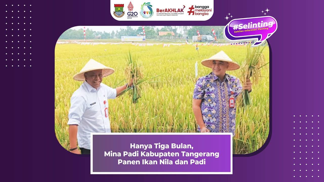 Hanya Tiga Bulan, Mina Padi Kabupaten Tangerang Panen Ikan Nila dan ...