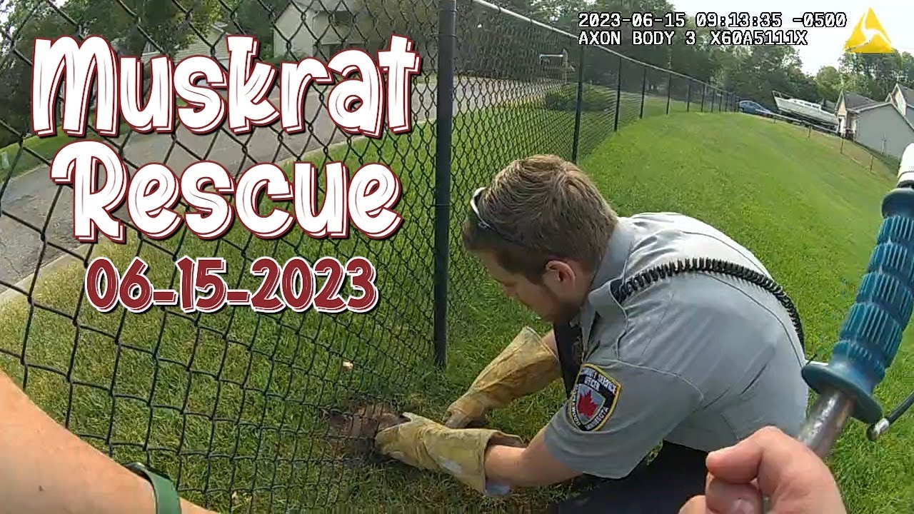 CSO Muskrat Rescue [Bodycam Video] - YouTube