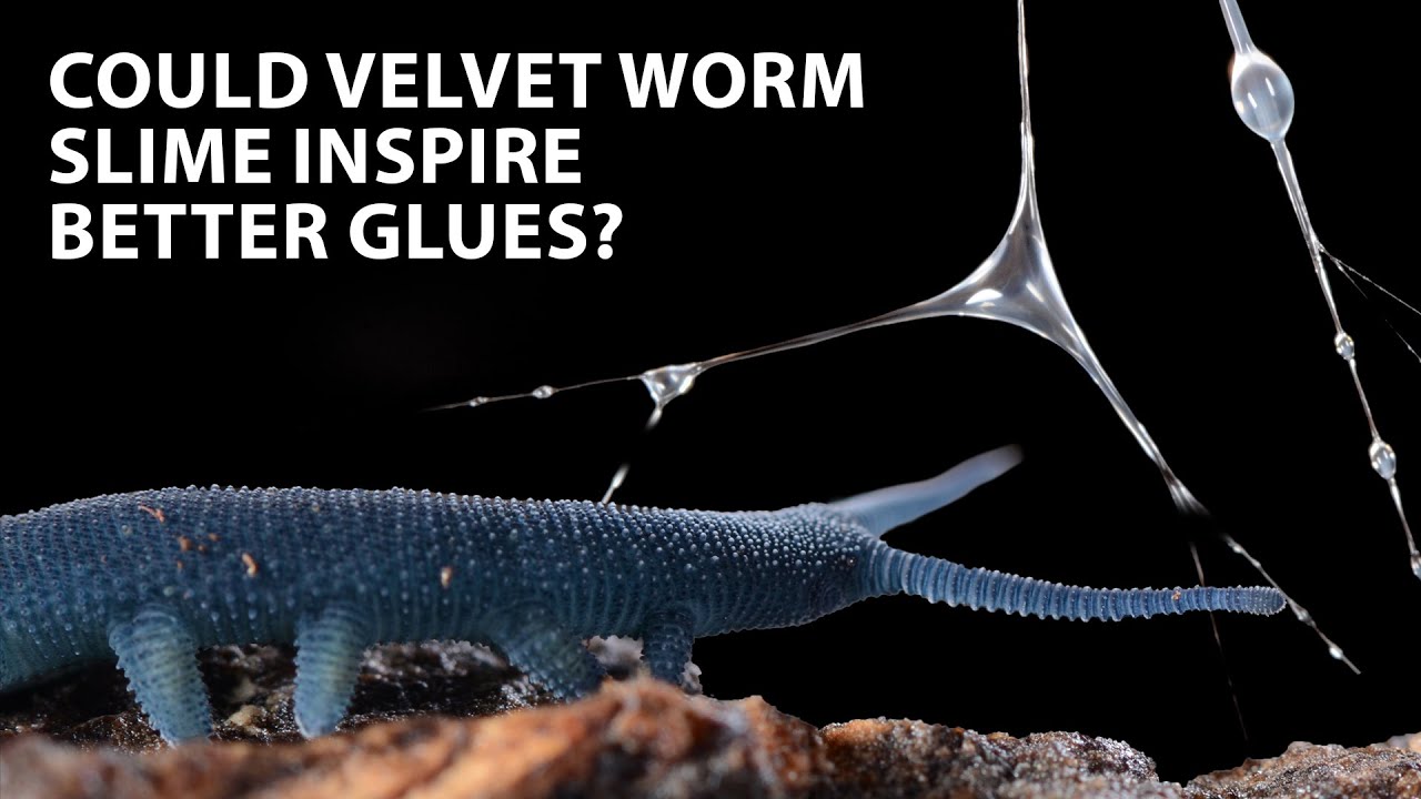 Slime-shooting velvet worms could inspire better plastics and glues ...