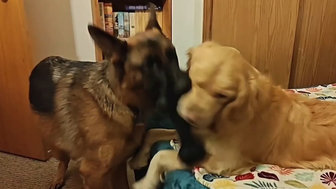 Living with Dogs. Life is Good. - YouTube