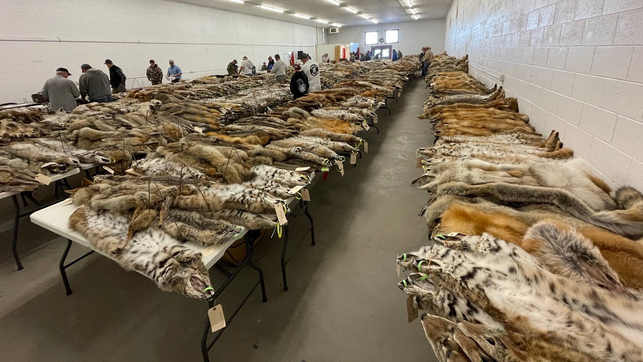Fur sale (Idaho ITA) March 2024 walkthrough and my fur prices - YouTube