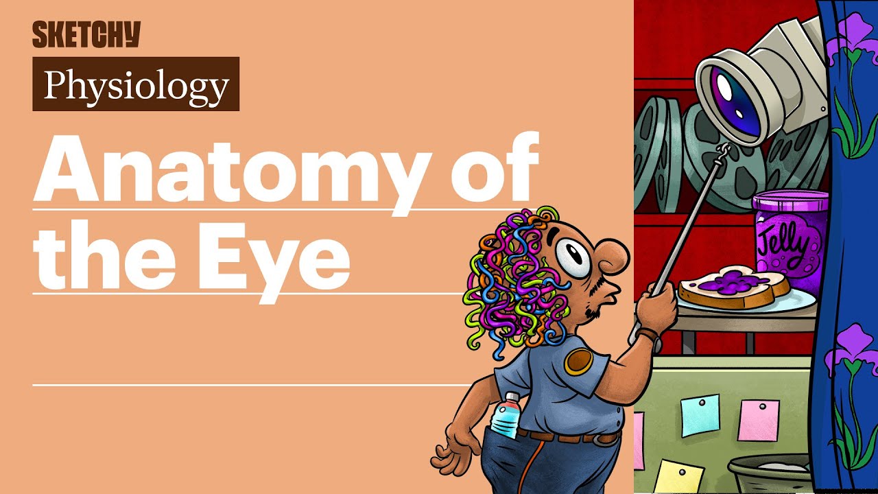 Learn Anatomy of the Eye (Physiology) - YouTube