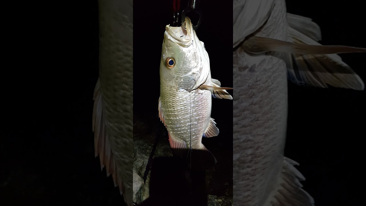 MANGROVE SNAPPER HUNTING | Bait and Wait Fishing #shorefishing #ofw # ...