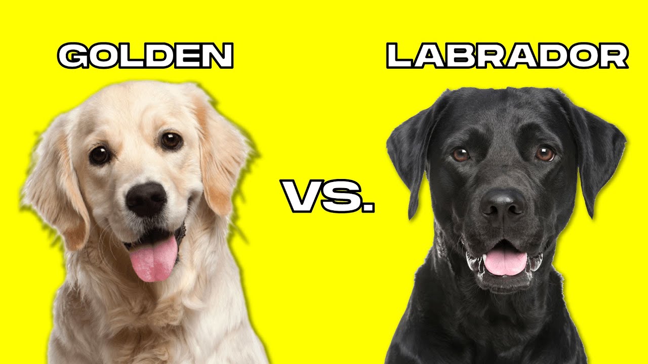 Diferencias entre Golden Retriever y Labrador 🦮 [GOLDEN VS. LABRADOR ...