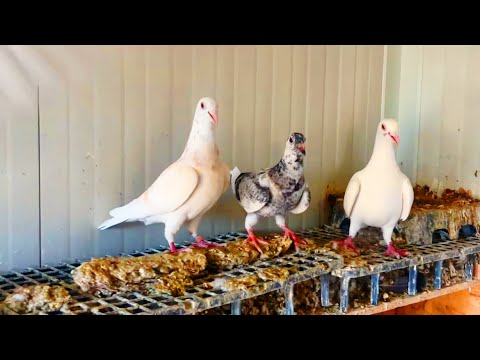 Belamısınız siz 😰 Hava kararana kadar beklettiler beni . Yavru güvercinlerin ilk uçumu 