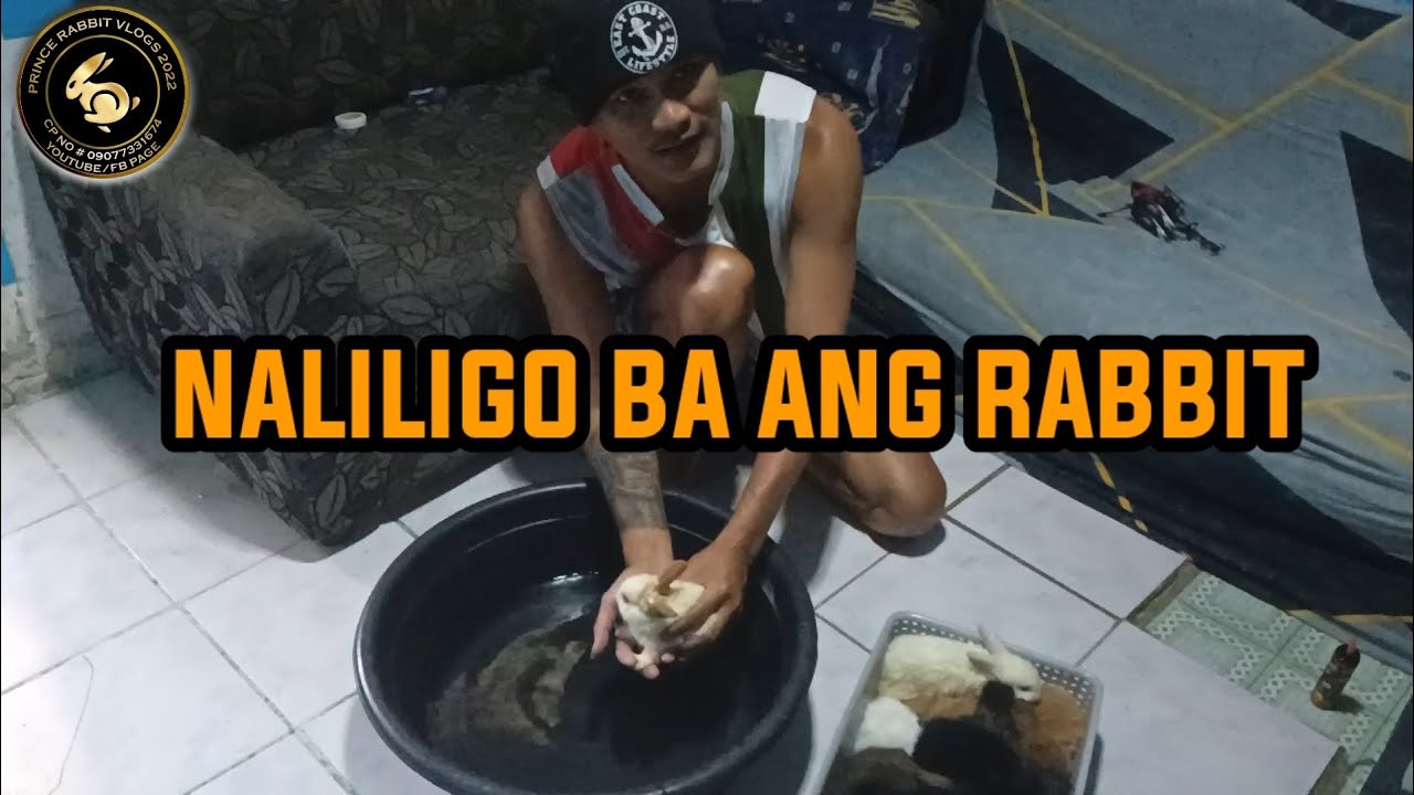 NALILIGO BA ANG RABBIT - paano magpaligo ng rabbit watch & learn ...